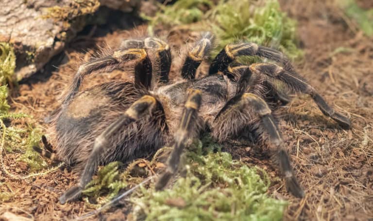10 Best Beginner Tarantulas - A Complete Guide - The Pet Savvy