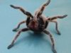 How to Handle A Tarantula (With Videos and Pictures) - The Pet Savvy
