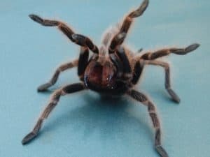 How to Handle A Tarantula (With Videos and Pictures) - The Pet Savvy