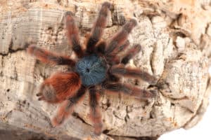 10 Best Beginner Tarantulas - A Complete Guide - The Pet Savvy