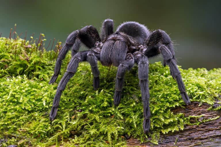 10 Best Beginner Tarantulas - A Complete Guide - The Pet Savvy