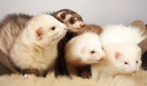 How Big Do Ferrets Get? (With Pictures) - The Pet Savvy