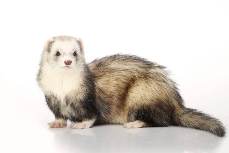 20 Ferret Colors and Patterns (With Pictures) - The Pet Savvy