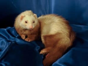 20 Ferret Colors and Patterns (With Pictures) - The Pet Savvy