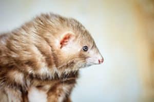 20 Ferret Colors and Patterns (With Pictures) - The Pet Savvy