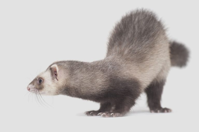 20 Ferret Colors and Patterns (With Pictures) - The Pet Savvy
