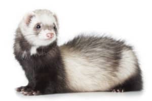 20 Ferret Colors and Patterns (With Pictures) - The Pet Savvy