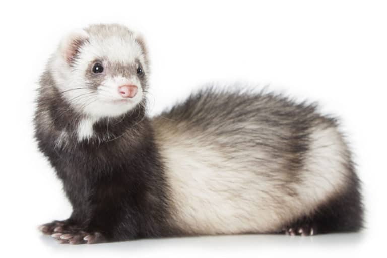 20 Ferret Colors and Patterns (With Pictures) - The Pet Savvy