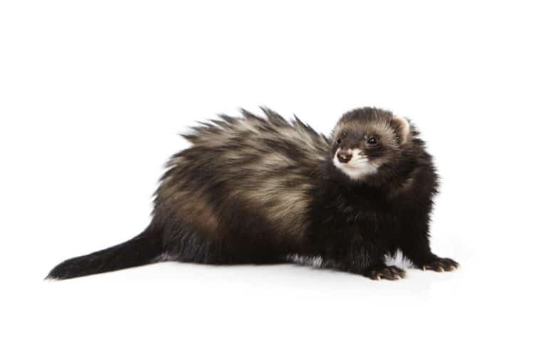 20 Ferret Colors and Patterns (With Pictures) - The Pet Savvy