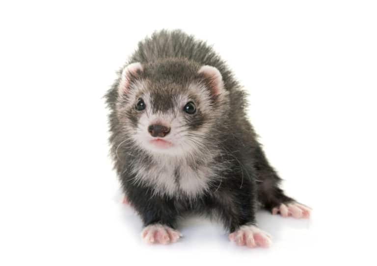 How Big Do Ferrets Get? (With Pictures) - The Pet Savvy