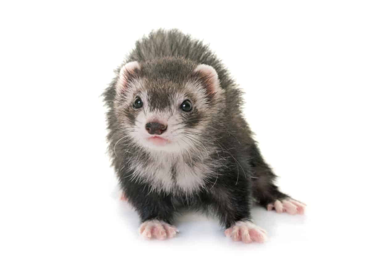 How Big Do Ferrets Get? (With Pictures) - The Pet Savvy