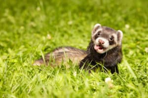 How Long Do Ferrets Live? - The Pet Savvy