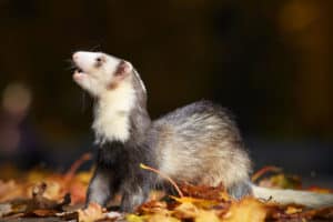 20 Ferret Colors and Patterns (With Pictures) - The Pet Savvy