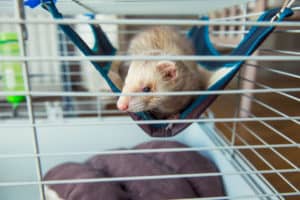 How Much Do Ferrets Cost? A Complete Breakdown (2023 Update) - The Pet ...