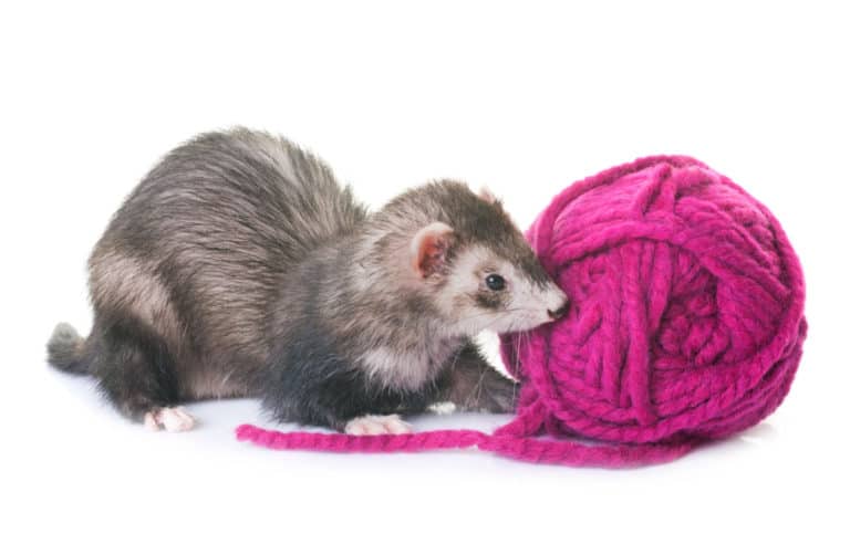 How Big Do Ferrets Get? (With Pictures) - The Pet Savvy