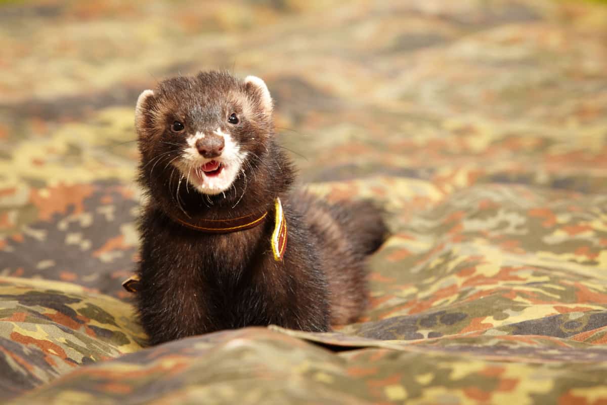 Weasel VS Ferret: 8 Differences (With Pictures) - The Pet Savvy