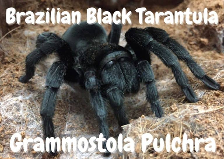Brazilian Black Tarantula | Grammostola Pulchra Care Guide - The Pet Savvy