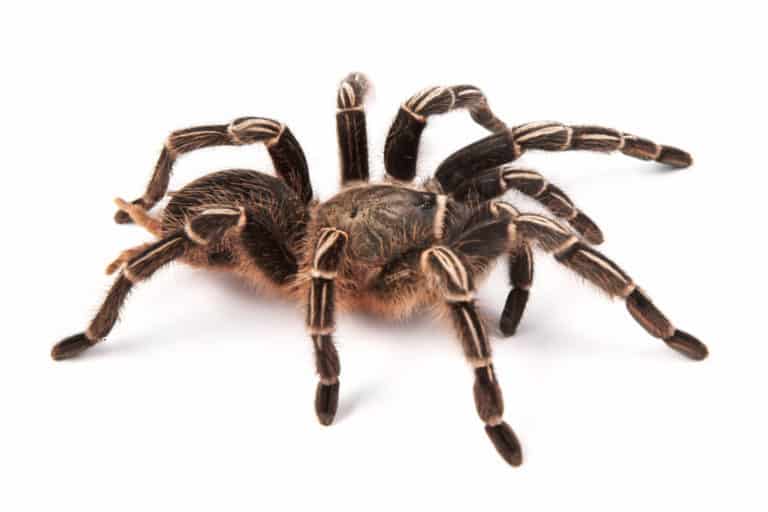 Terrestrial Vs. Arboreal Tarantula - What's The Difference? - The Pet Savvy