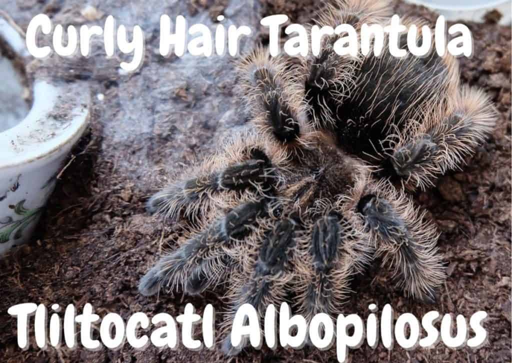 Curly Hair Tarantula | Tliltocatl Albopilosus Care Guide - The Pet Savvy
