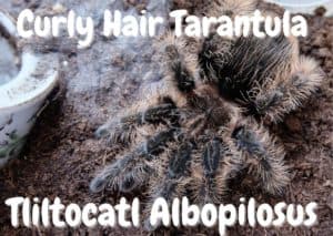 Curly Hair Tarantula | Tliltocatl Albopilosus Care Guide - The Pet Savvy
