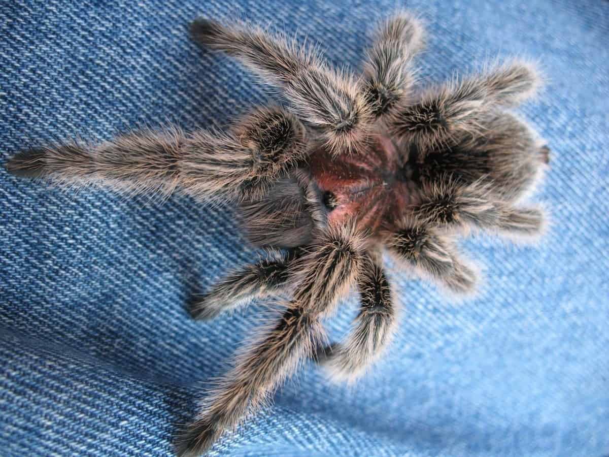 Chilean Rose Tarantula | Grammostola Rosea Care Guide - The Pet Savvy
