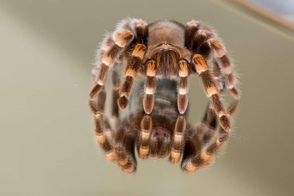 100 Coolest Tarantula Names [2020] – thepetsavvy.com