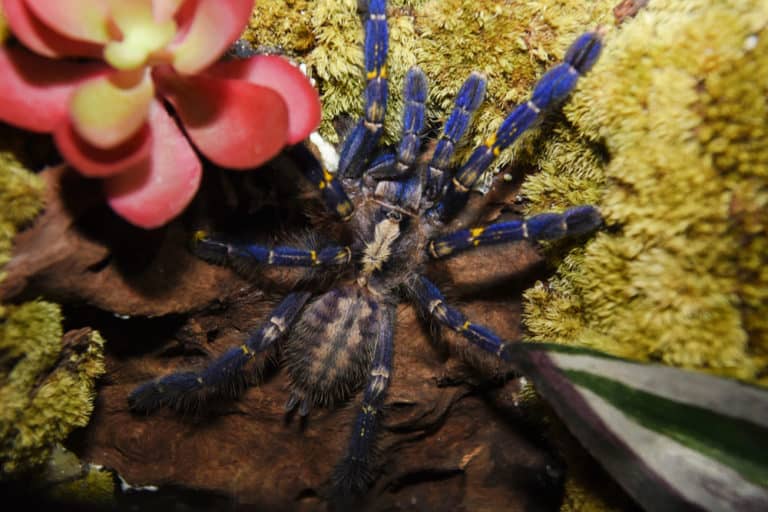 Gooty Sapphire Tarantula | Poecilotheria Metallica [ULTIMATE GUIDE ...