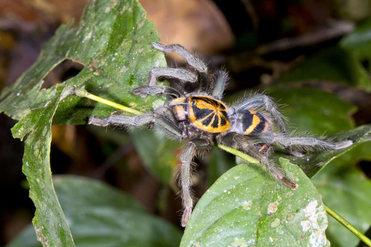 Pumpkin Patch Tarantula | Hapalopus Sp. Columbia Care Guide - The Pet Savvy