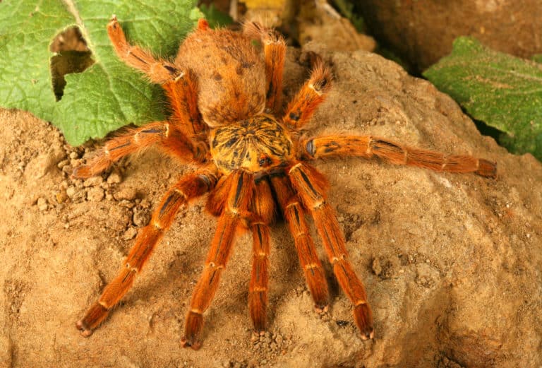 Orange Baboon Tarantula | Pterinochilus Murinus Care Guide - The Pet Savvy