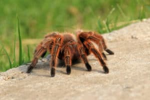 Chilean Rose Tarantula | Grammostola Rosea Care Guide - The Pet Savvy