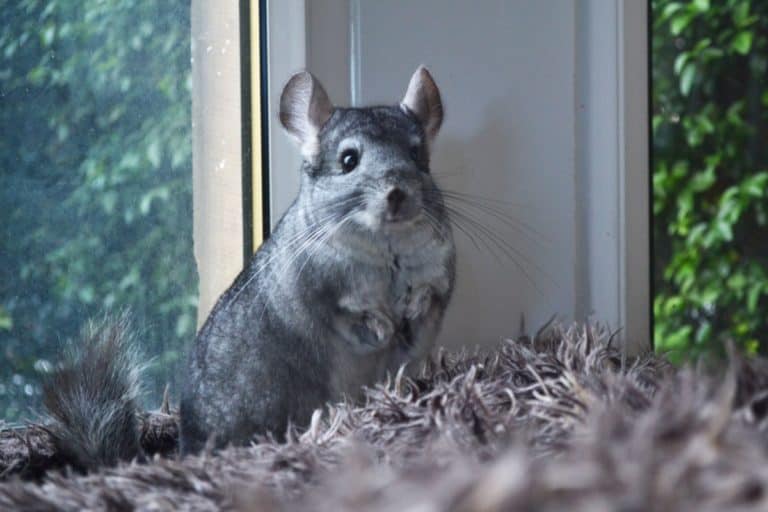 28 Chinchilla Behaviors & Sounds (and What They Mean) - The Pet Savvy