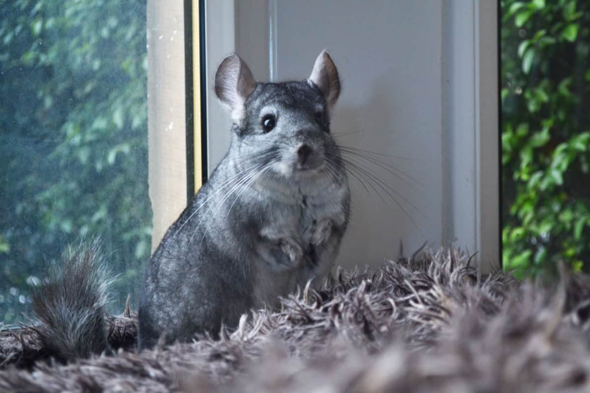 28 Chinchilla Behaviors & Sounds (and What They Mean) - The Pet Savvy