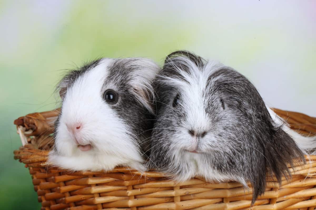 Guinea Pig Breeds, Colors and Patterns (With Pictures) - The Pet Savvy