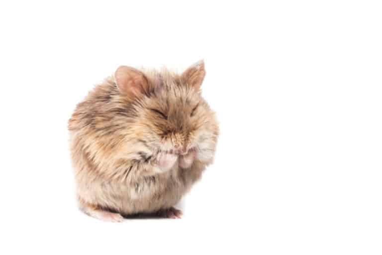 10 Best Beginner Rodent Pets - The Pet Savvy