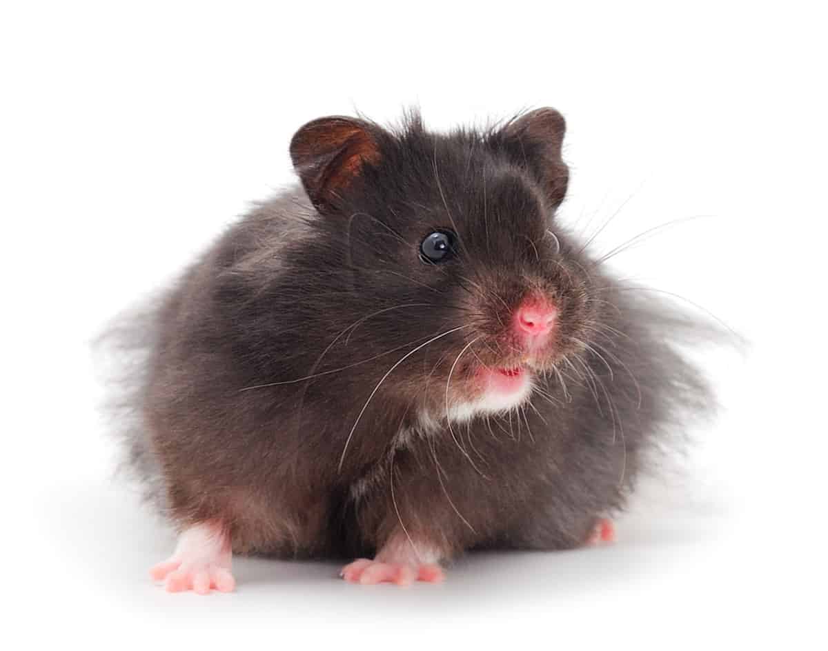 All About Hamster Breeds - An Illustrated Guide - The Pet Savvy