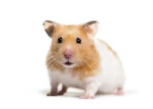 Where Do Hamsters Come From? An Illustrated Guide - The Pet Savvy