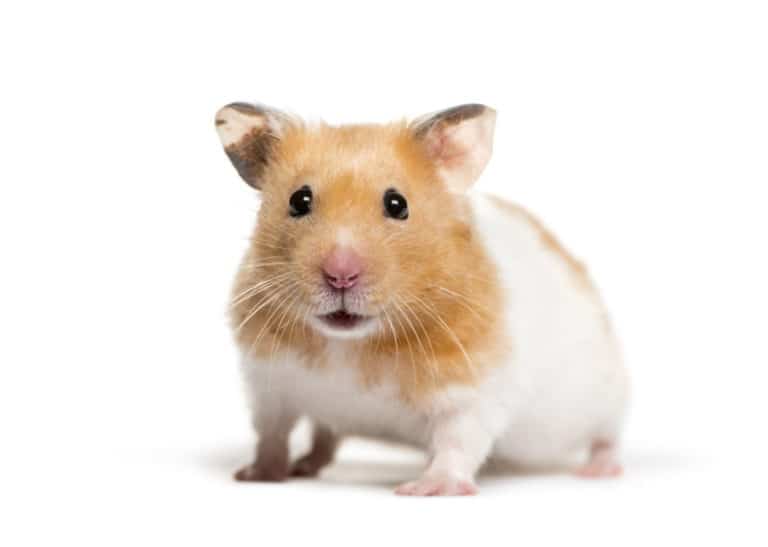 All About Hamster Breeds - An Illustrated Guide - The Pet Savvy