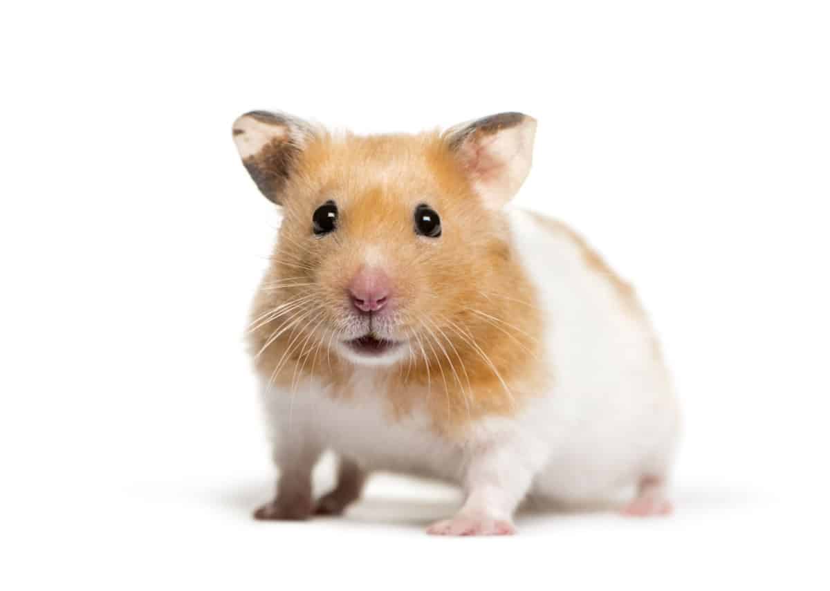 All About Hamster Breeds - An Illustrated Guide - The Pet Savvy
