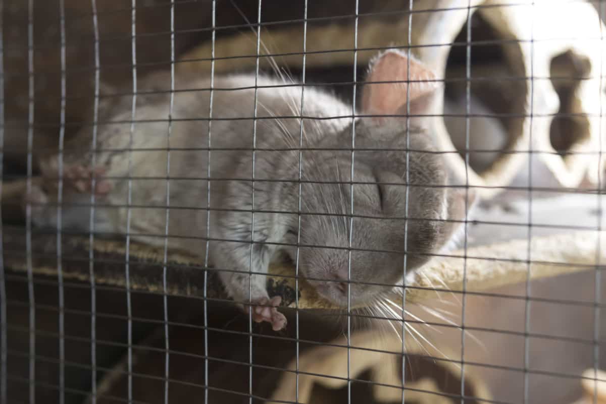 Are Chinchillas Nocturnal? Chinchilla Sleep Explained - The Pet Savvy