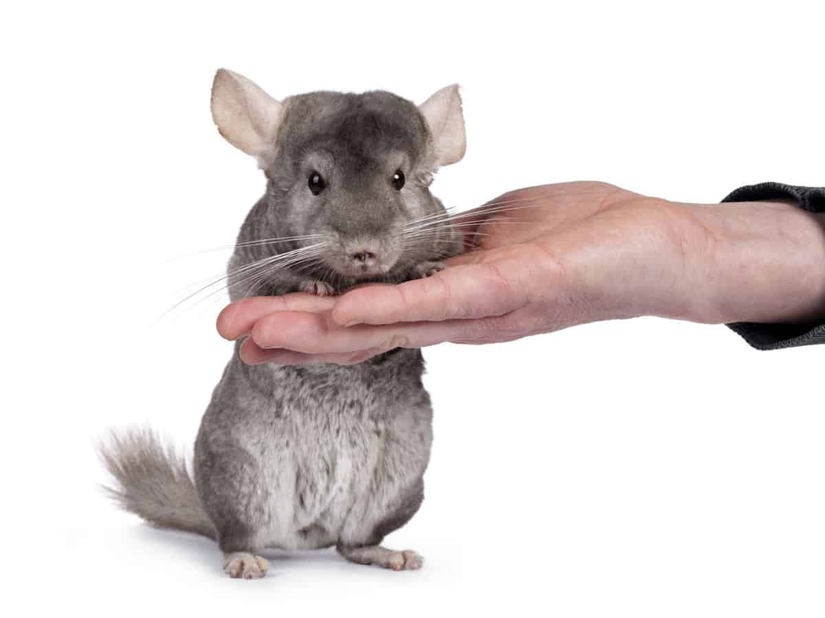 Degu Vs Chinchilla – Which One Makes the Best Pet? – thepetsavvy.com