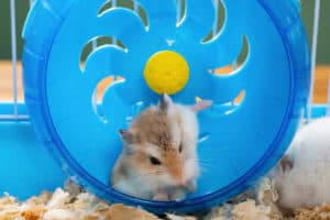 How Much Does a Hamster Cost? (2023 Update) - The Pet Savvy