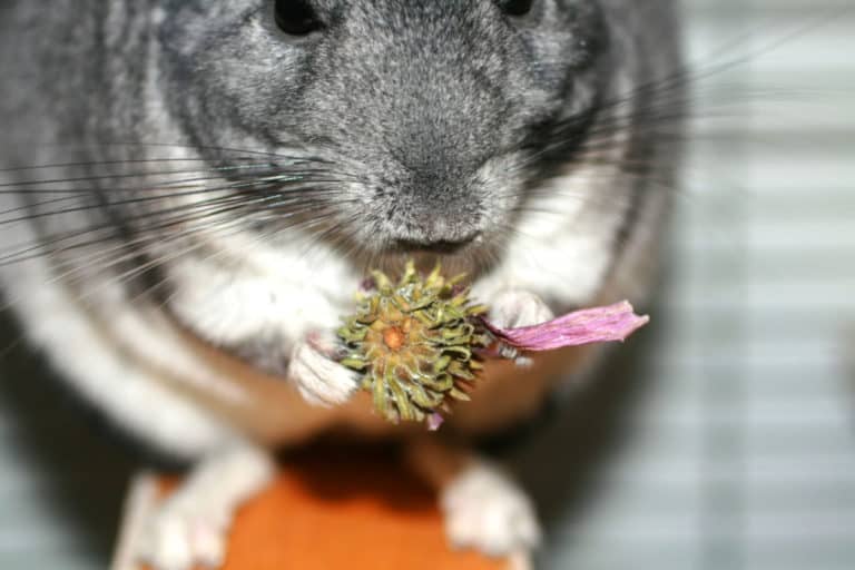 What do Chinchillas Eat? Chinchilla Diet 101 - The Pet Savvy