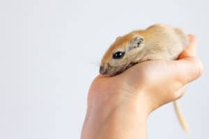 How to Pick Up and Hold a Gerbil the Right Way - The Pet Savvy