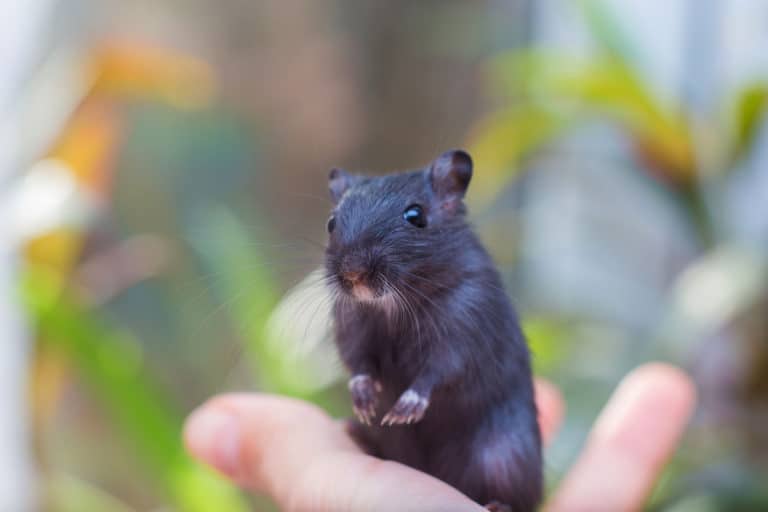 All Gerbil Colors And Patterns (With Pictures) - The Pet Savvy