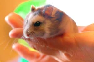 Why Does My Hamster Bite? Here Are 5 Steps to Make Him Stop - The Pet Savvy
