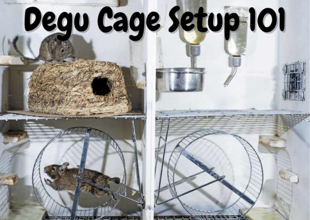 Degu Cage Setup | The Perfect Habitat For Your Degu - The Pet Savvy