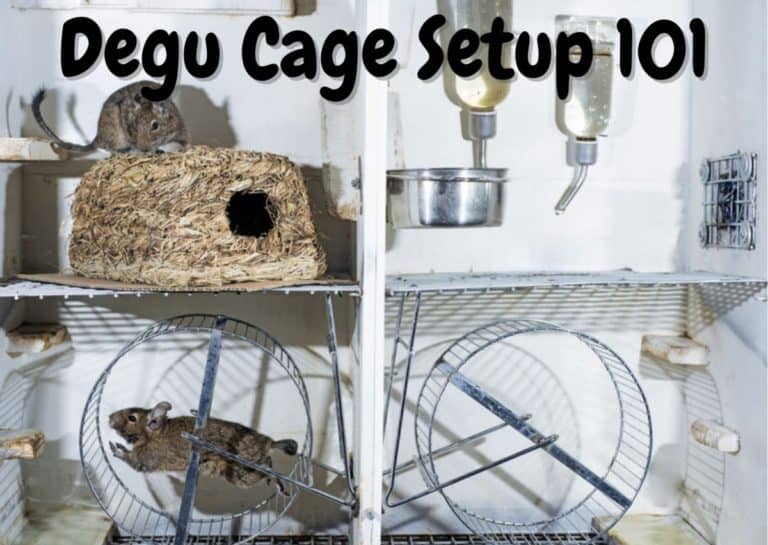 Degu Cage Setup | The Perfect Habitat For Your Degu - The Pet Savvy