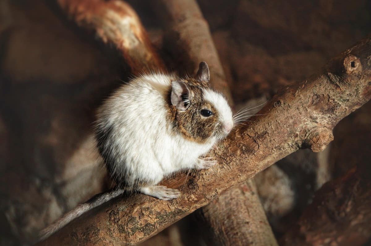 Degu Vs Chinchilla - 7 Differences Between These Two Pets - The Pet Savvy