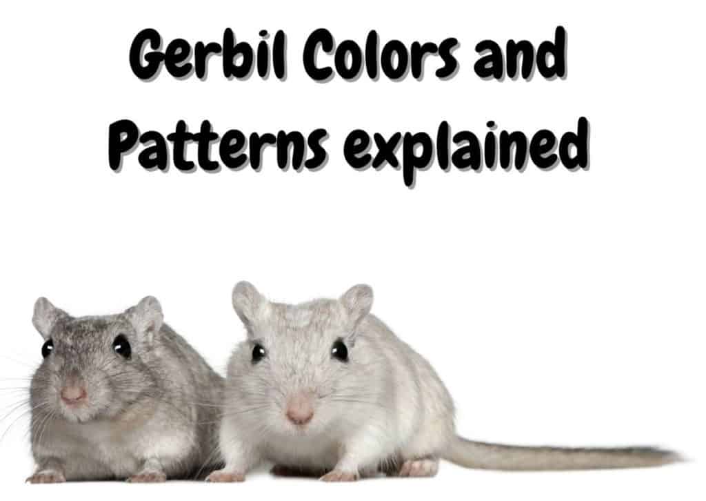 All Gerbil Colors And Patterns (With Pictures) - The Pet Savvy