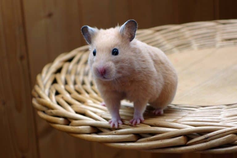 Hamster Behavior 101 | What is your Hamster Expressing? - The Pet Savvy